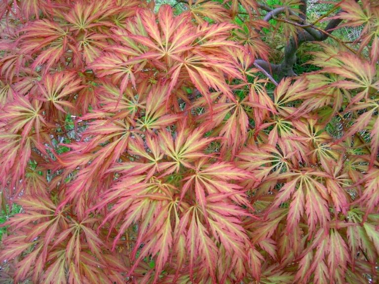 Pink Lace - Acer palmatum dissectum - Courville Nurseries