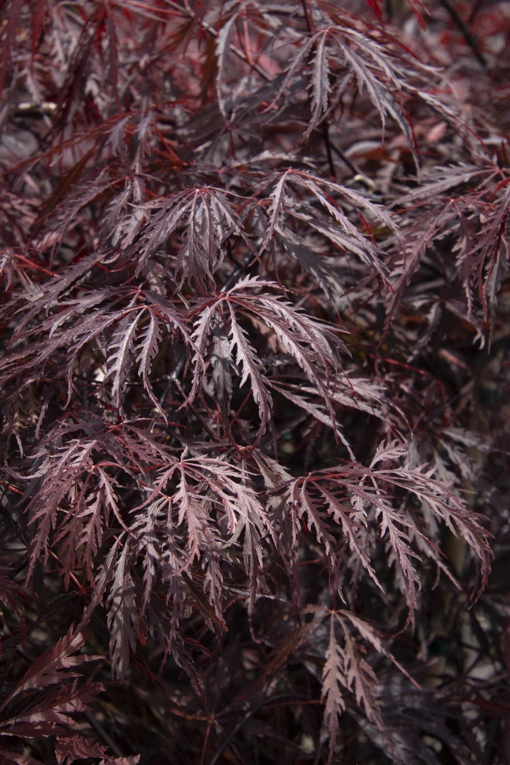 Spring Delight Japanese Maple - Acer palmatum dissectum ' Spring ...