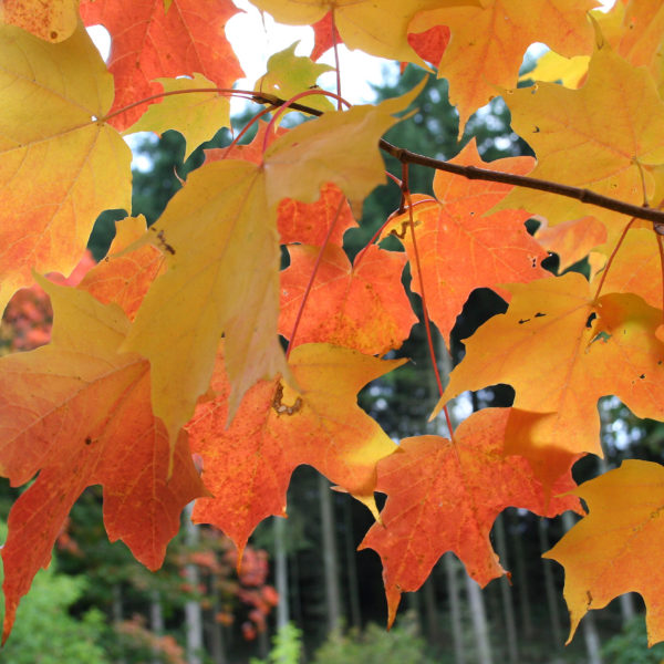 Green Mountain Sugar Maple - Acer saccharum - Courville Nurseries