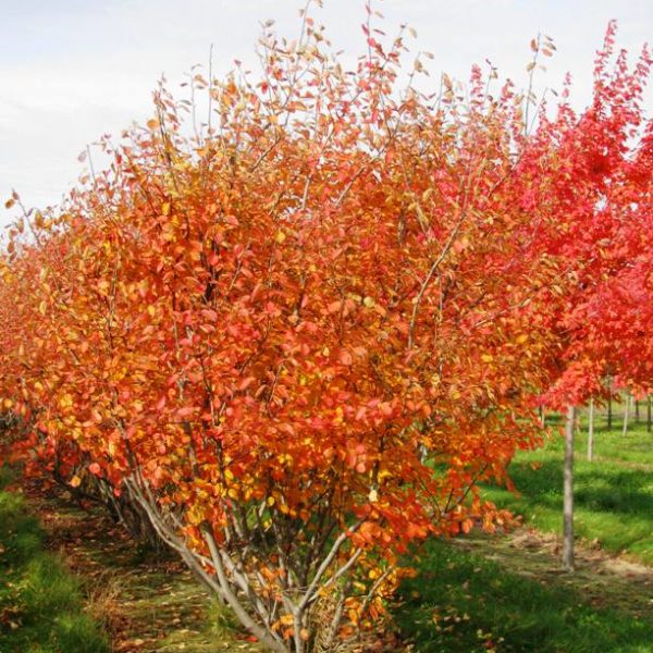 Amelanchier grandiflora Products - Courville Nurseries