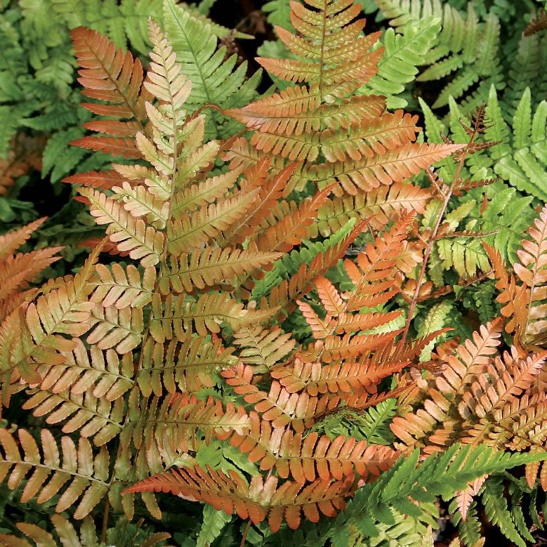 Autumn Fern - Dryopteris erythrosora - Courville Nurseries