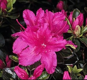 Fuschia (Girard) - Azalea - Courville Nurseries