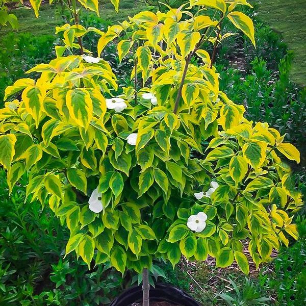 Cornus x rutgersensis 'Celestial Shadow' Products - Courville Nurseries