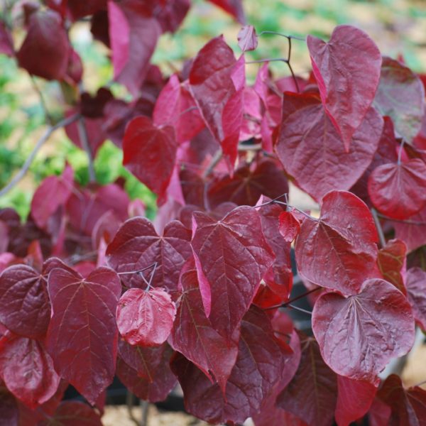 Cercis Canadensis Products - Courville Nurseries