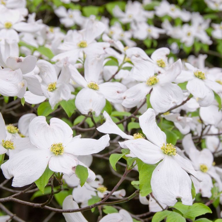 Cornus florida Products - Courville Nurseries