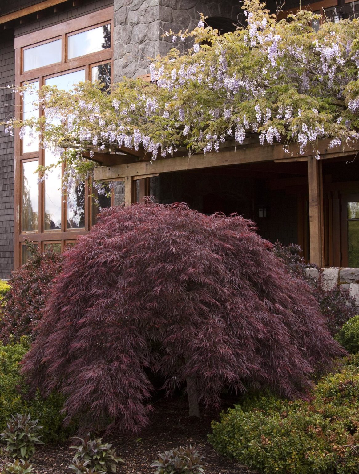 Crimson Queen Japanese Maple - Acer palmatum dissectum - Courville ...