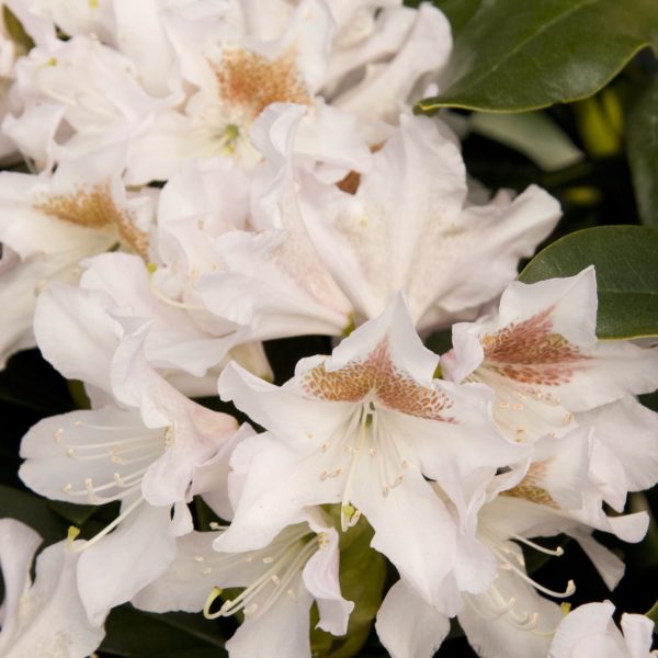 Rhododendron' Cunningham ' Products - Courville Nurseries