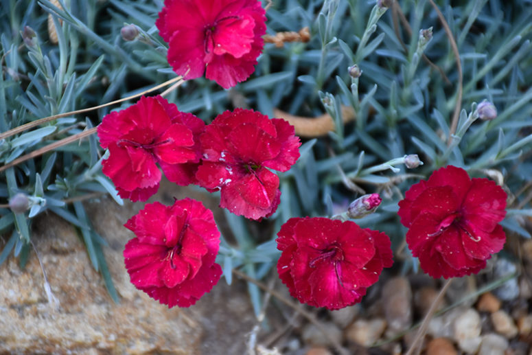 Pinks - Dianthus ' Frosty Fire ' - Courville Nurseries