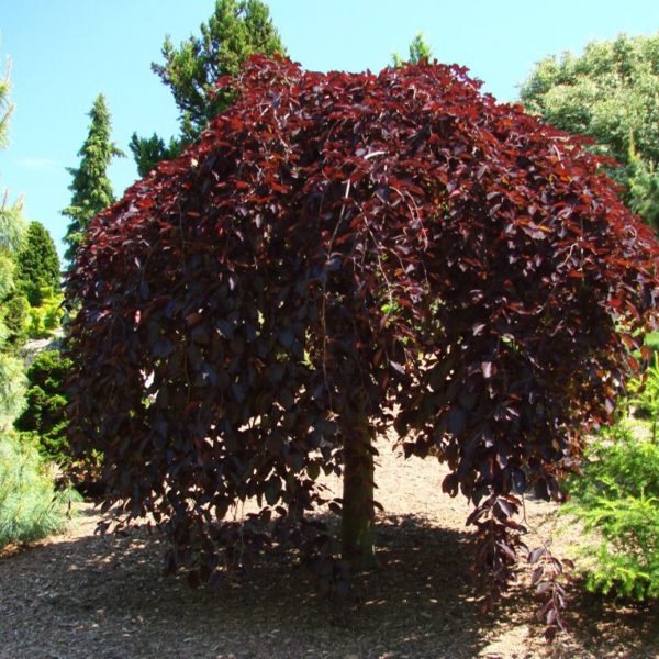 Purpurea Pendula - Fagus sylvatica - Courville Nurseries