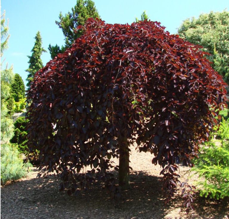 Purpurea Pendula - Fagus sylvatica - Courville Nurseries