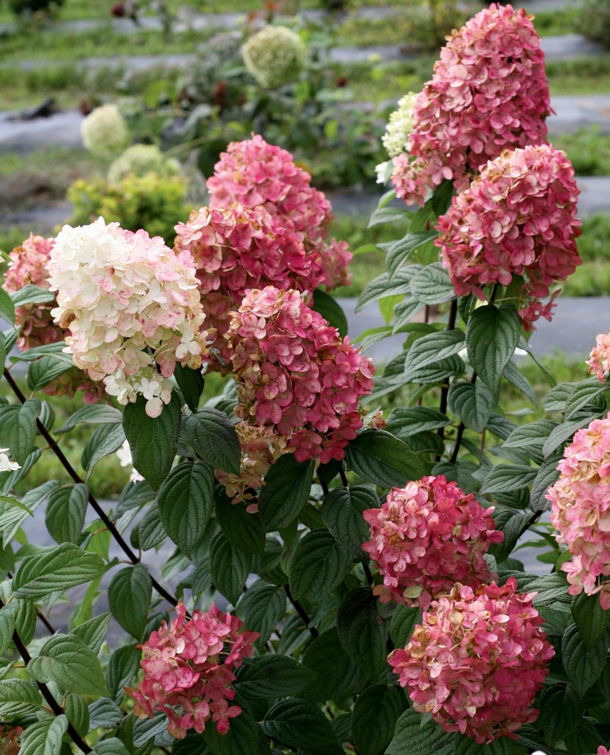Firelight Hydrangea - Hydrangea paniculata - Courville Nurseries