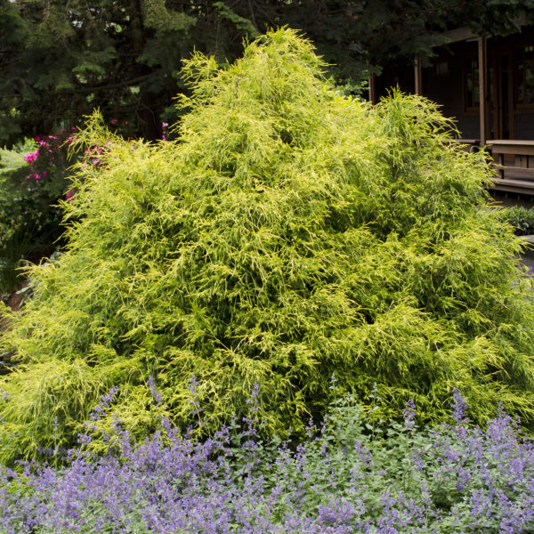 Gold Thread - Chamaecyparis pisifera - Courville Nurseries