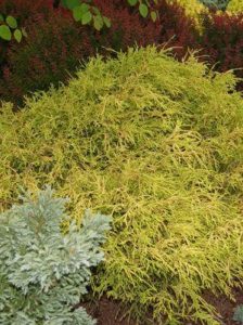 Gold Thread - Chamaecyparis pisifera - Courville Nurseries