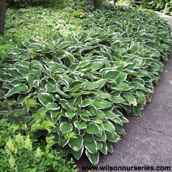 Hosta fortunei Francee Products - Courville Nurseries
