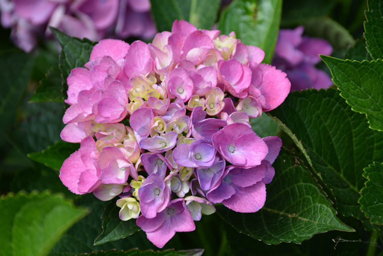 Cityline Series - Hydrangea - Courville Nurseries