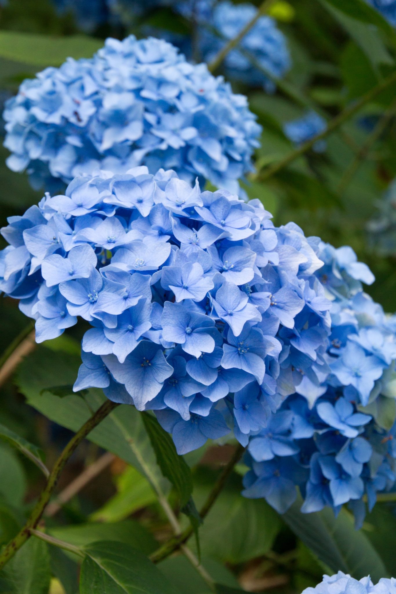 Nikko Blue - Hydrangea - Courville Nurseries