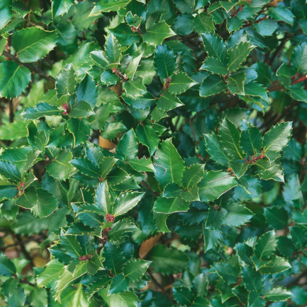 China Girl - Ilex × meserveae - Courville Nurseries