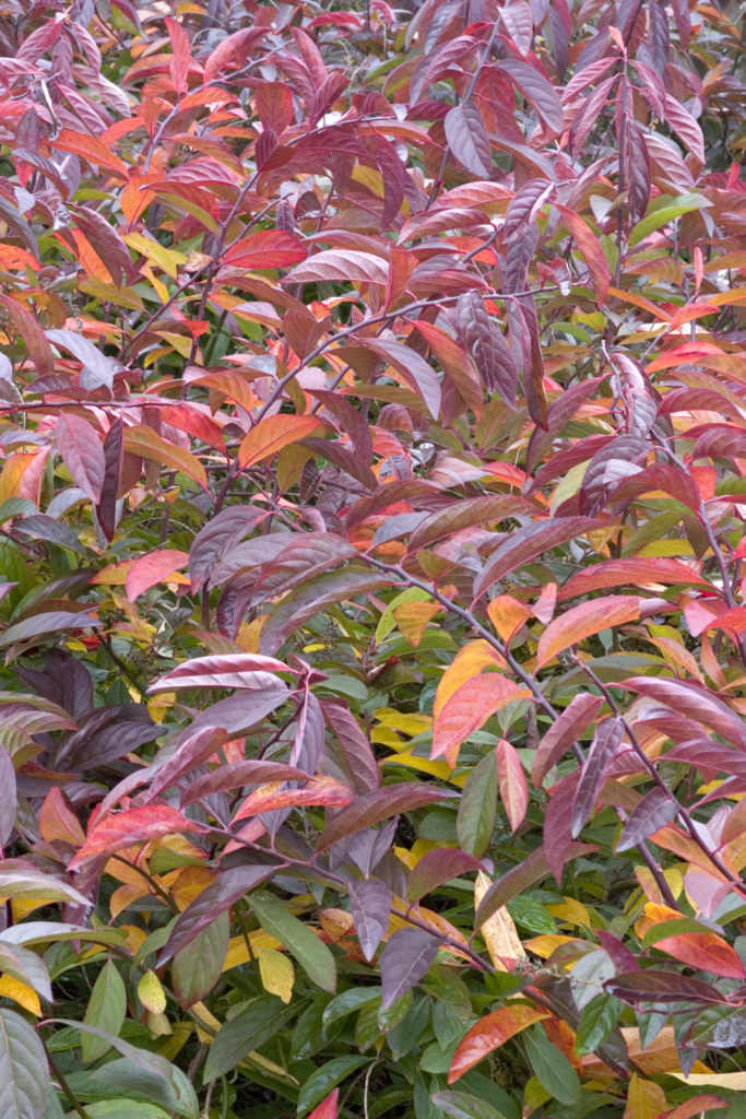 Virginia Sweetspire - Itea virginica - Courville Nurseries