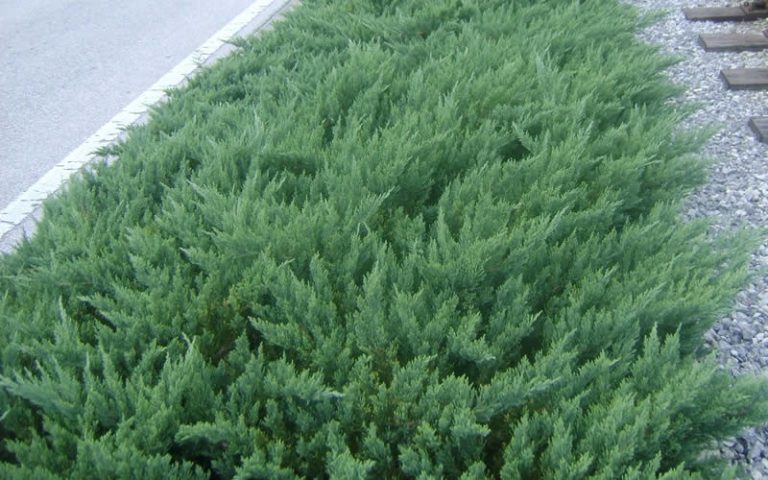 Juniper Parsonii - Juniperus chinensis ' Parsonni ' - Courville Nurseries