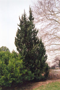 Robusta Green - Juniperus chinensis - Courville Nurseries