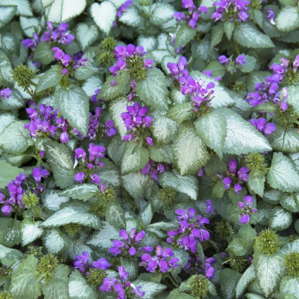 Lamium maculatum ' Purple Dragon ' Products - Courville Nurseries