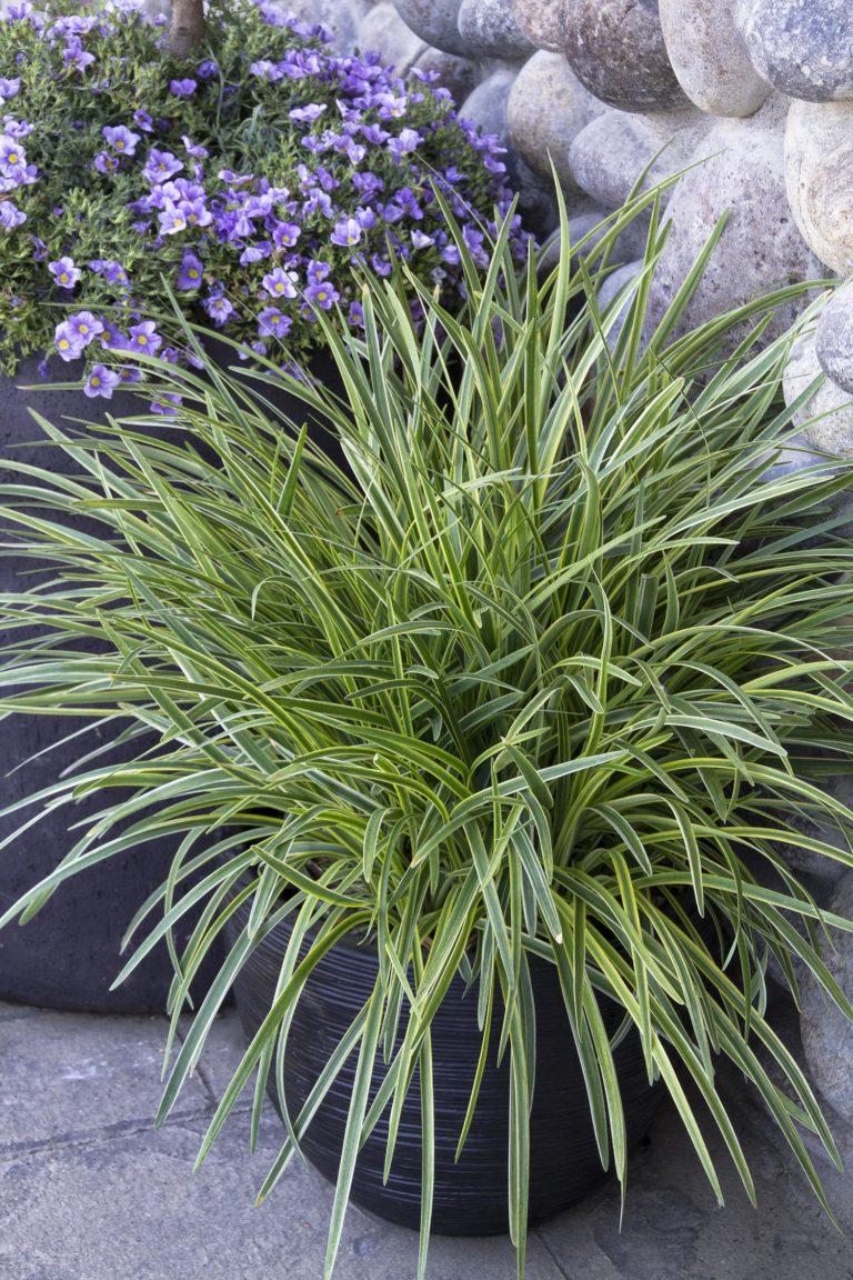 Lily turf - Liriope ' Silvery Sunproof ' - Courville Nurseries