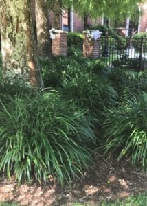 Lily turf - Liriope muscari ' Super Blue ' - Courville Nurseries
