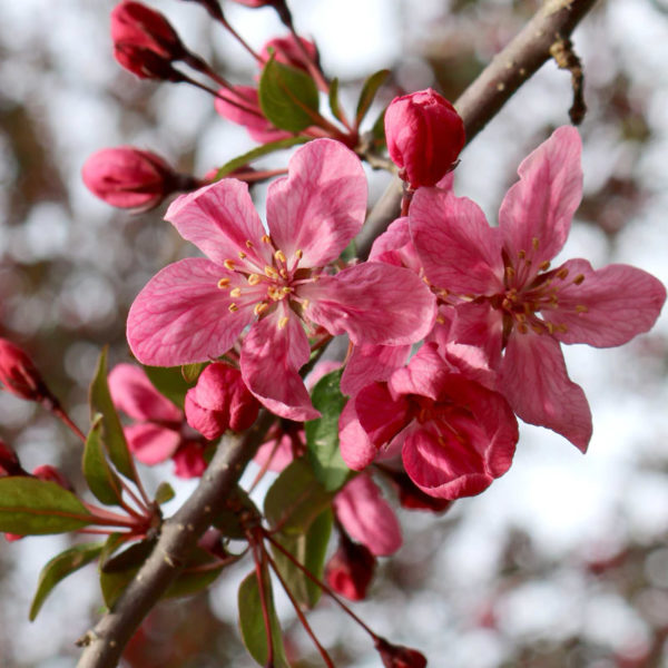 Malus Products - Courville Nurseries