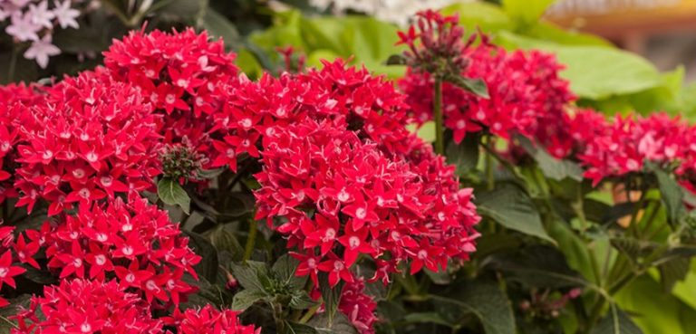 Penta ' Red ' - Pentas lanceolata - Courville Nurseries