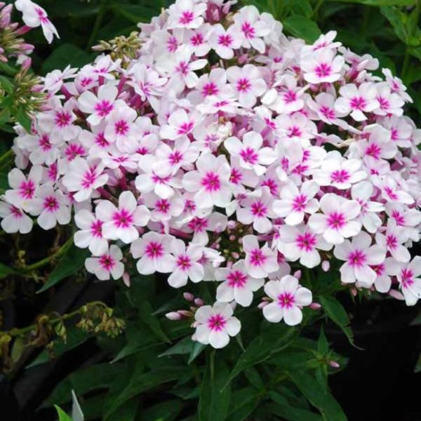 Phlox Flame Coral - Phlox Paniculata - Courville Nurseries