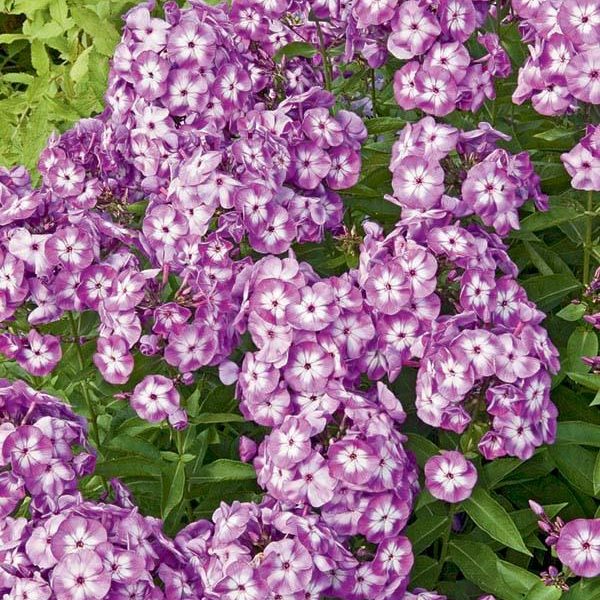 Phlox Flame Coral - Phlox Paniculata - Courville Nurseries