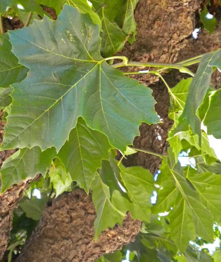 London Planetree - Platanus × acerifolia - Courville Nurseries