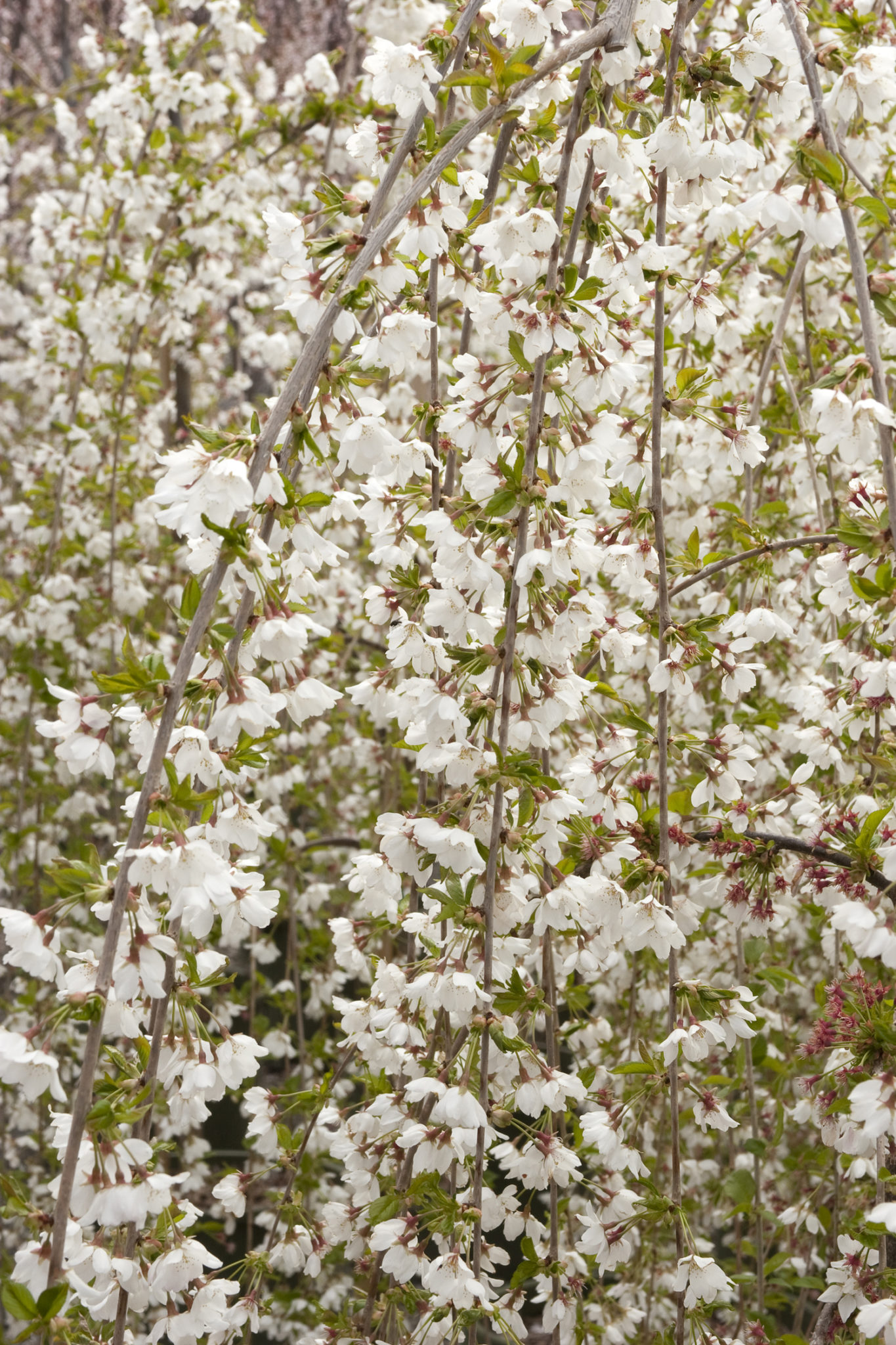 Snow Fountains Weeping Cherry - Prunus - Courville Nurseries