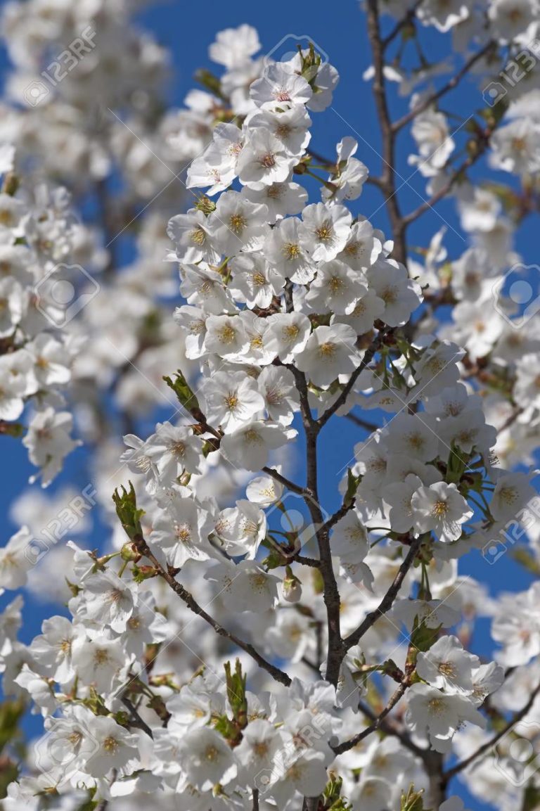 Snow Goose Cherry - Prunus - Courville Nurseries