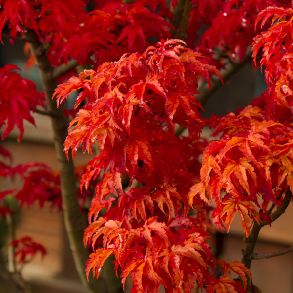 Fireglow Japanese Maple - Acer palmatum - Courville Nurseries