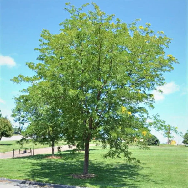 Gleditsia Triacanthos Skyline Products - Courville Nurseries