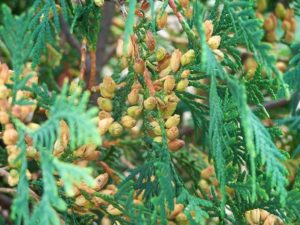 Techny Arborvitae - Thuja occidentalis - Courville Nurseries