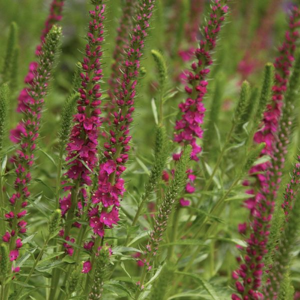 Veronica spicata Red Fox Products - Courville Nurseries