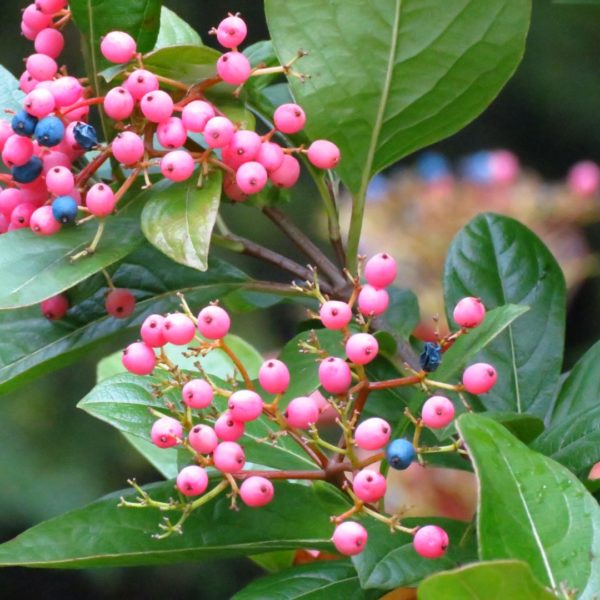 Viburnum nudum Products - Courville Nurseries