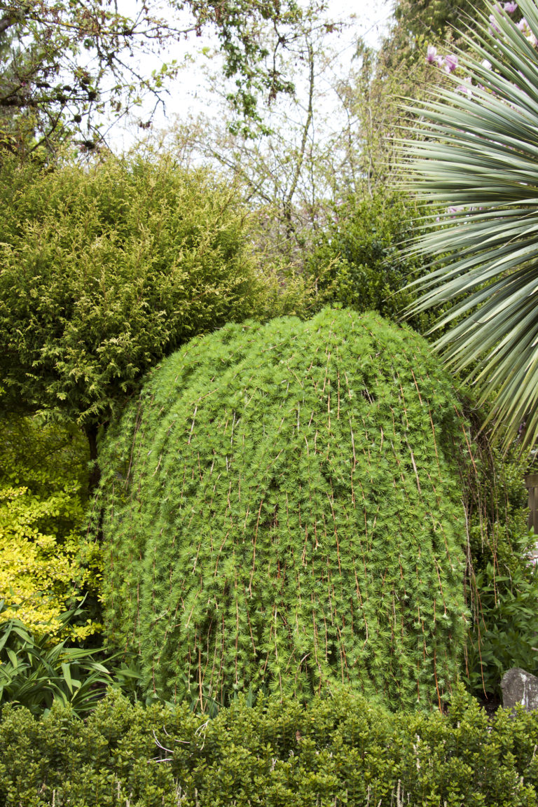 Weeping European Larch - Larix decidua 'Pendula' - Courville Nurseries