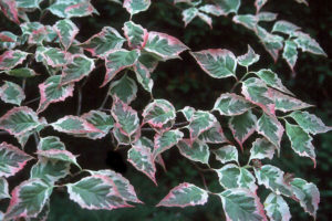 Welchii Tricolor Flowering Dogwood - Cornus florida - Courville Nurseries