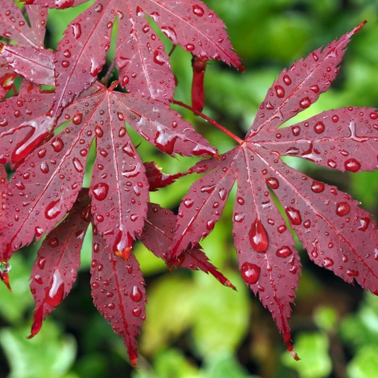 Fireglow Japanese Maple - Acer palmatum - Courville Nurseries