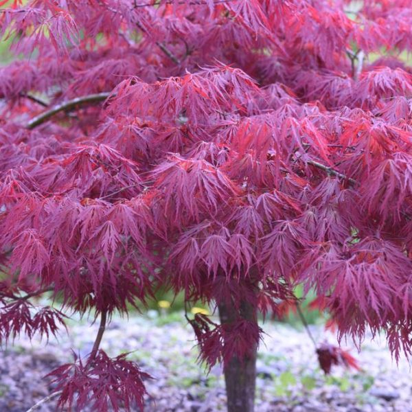 Fireglow Japanese Maple - Acer palmatum - Courville Nurseries