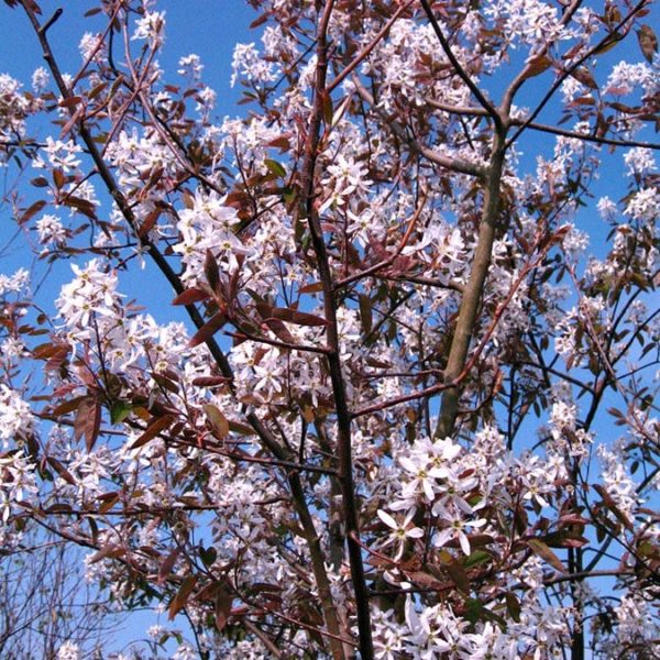 Multi Autumn Brilliance Serviceberry - Amelanchier grandiflora ...