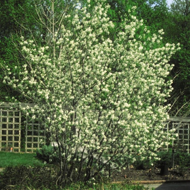Shadbow Serviceberry - Amelanchier canadensis - Courville Nurseries